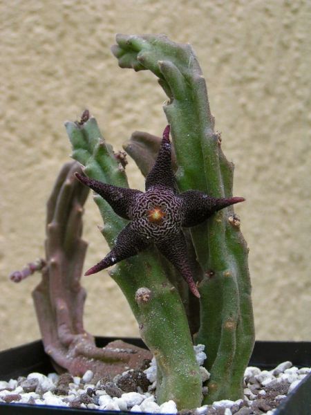 Die Ascleps-Blüten 2007 - Kakteenforum Lithopsforum und ...