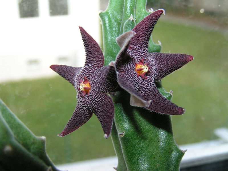 Die Asclep Blüten 2008! - Seite 47 - Kakteenforum Lithopsforum und ...