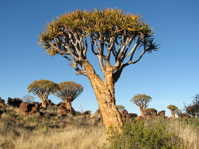 Reisebericht Namibia 2008 - Seite 2 - Kakteenforum Lithopsforum und ...