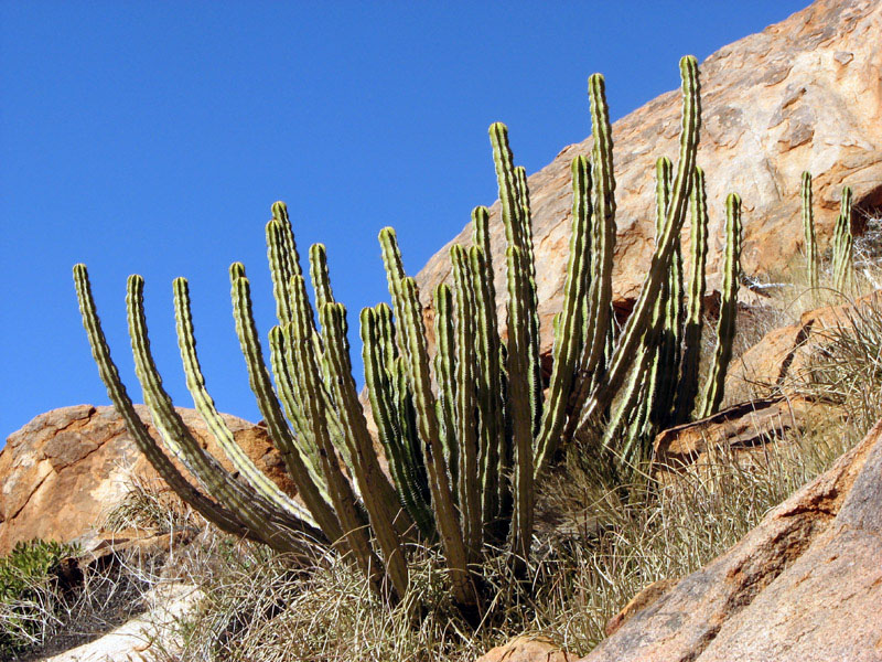 Reisebericht Namibia 2008 - Seite 7 - Kakteenforum Lithopsforum und ...