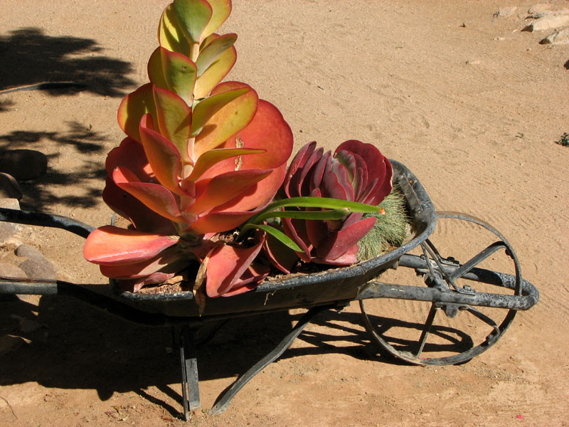 Reisebericht Namibia 2008 - Seite 7 - Kakteenforum Lithopsforum und ...