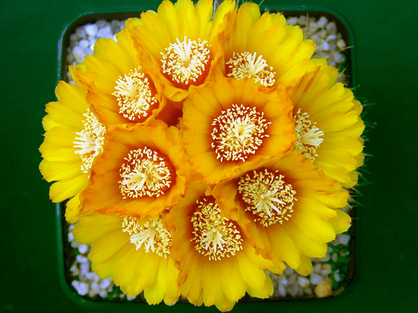 Fotowettbewerb Jan/Feb 2008: BITTE ABSTIMMEN! - Kakteenforum ...