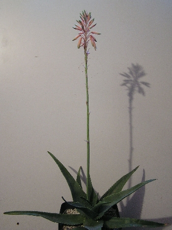 Aloen - Seite 8 - Kakteenforum Lithopsforum und Sukkulentenforum von ...