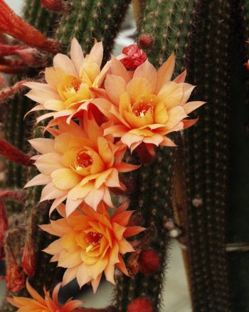 Hildewintera - Seite 4 - Kakteenforum Lithopsforum und Sukkulentenforum ...